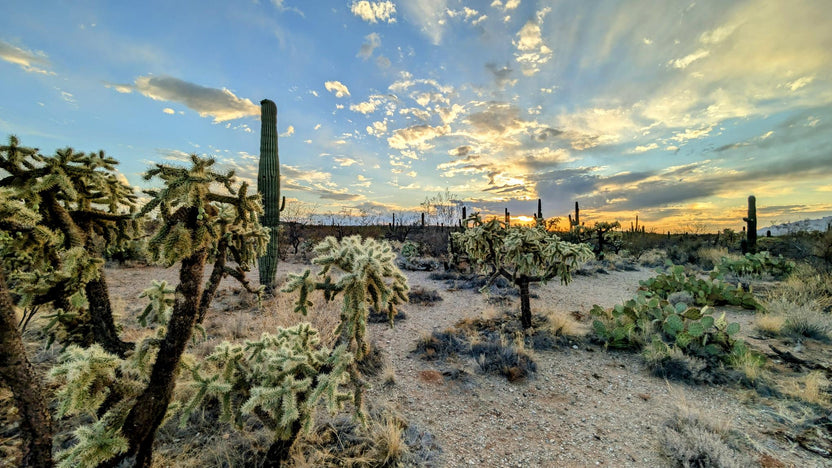 I Love Arizona