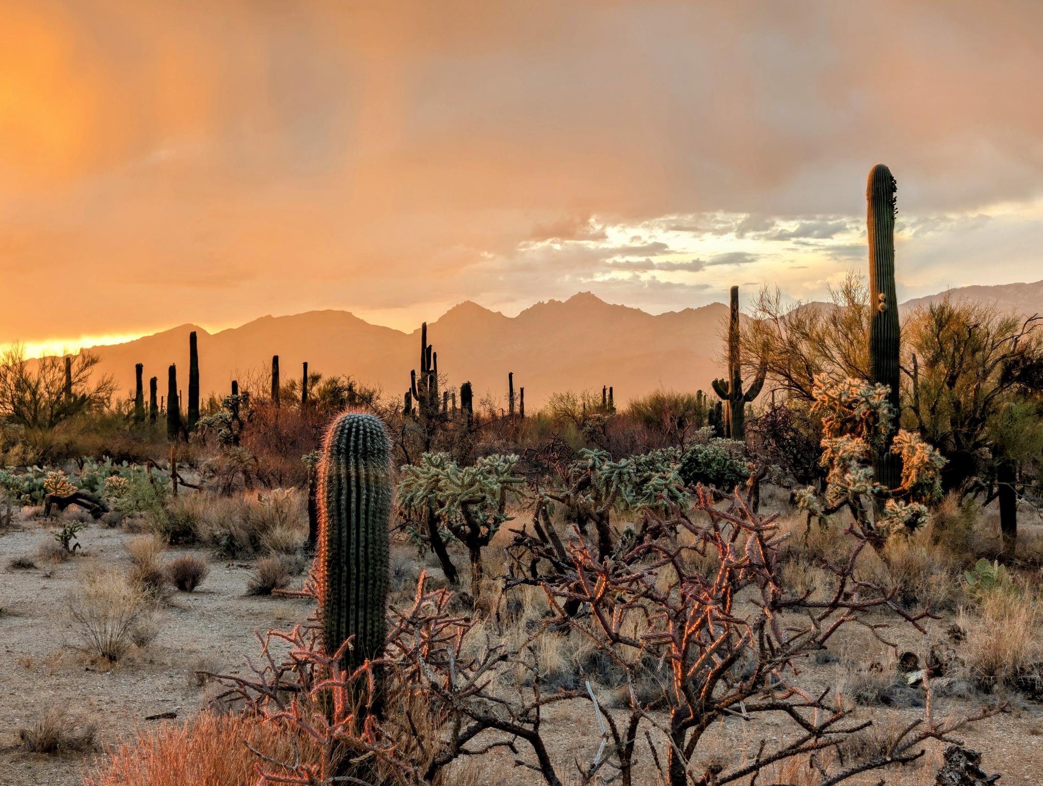 Arizona Mist Canvas – I Love Arizona